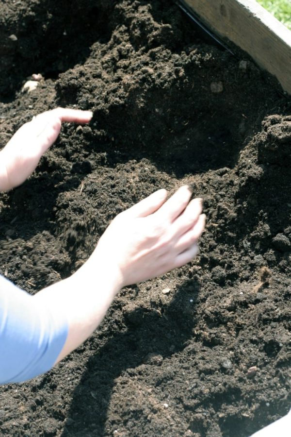 Så odlar du potatis! - Algomin