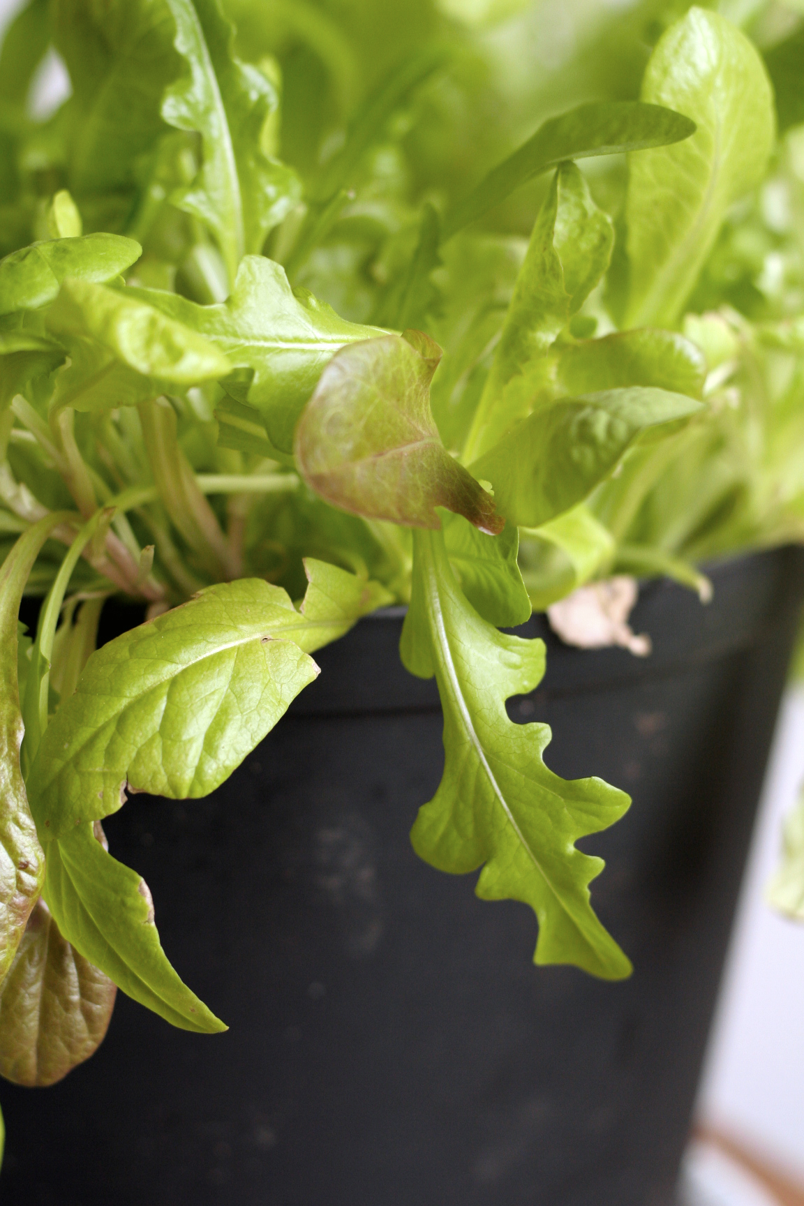 Odla späda och nyttiga småblad - Algomin