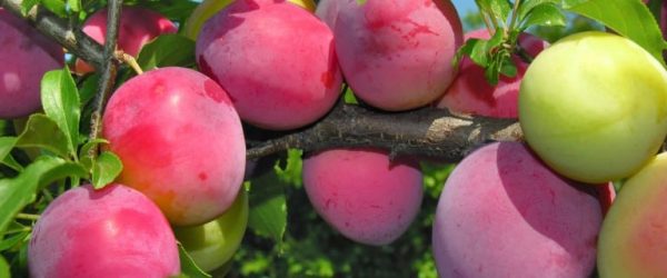 Fruktträd - Algomin